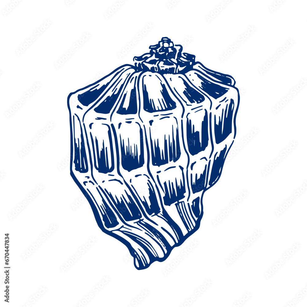 Shell. Hand drawn seashells. Engraving on a marine theme. Vector ...