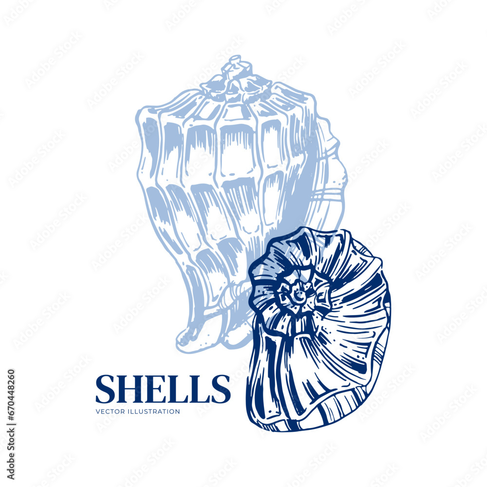 Shell. Hand drawn seashells. Engraving on a marine theme. Vector ...