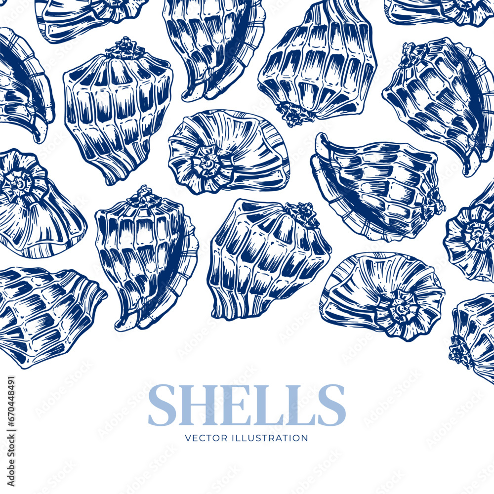 Shell. Hand drawn seashells. Engraving on a marine theme. Vector ...