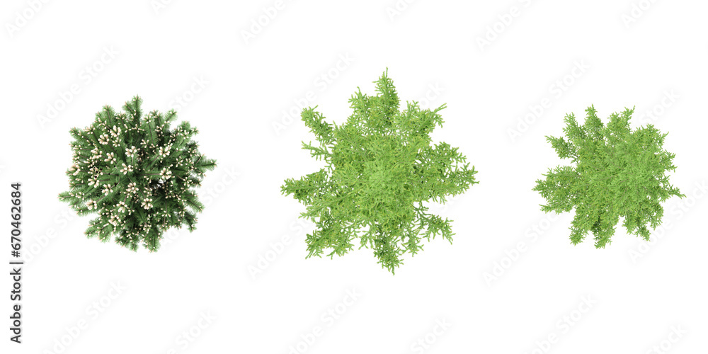 Juniper,Cedar trees shape top view cut out transparent backgrounds 3d ...