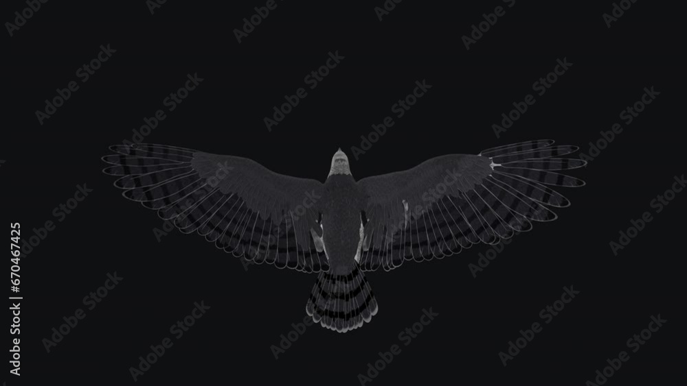 Harpy Eagle - Flying Loop - Top Back View - Realistic 3D animation ...