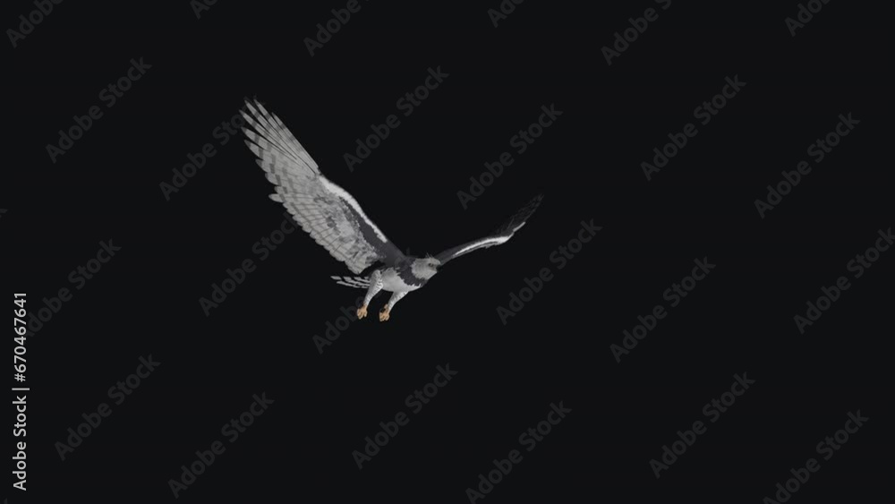 Harpy Eagle - Flying Loop - Side Angle View - Realistic 3D animation ...