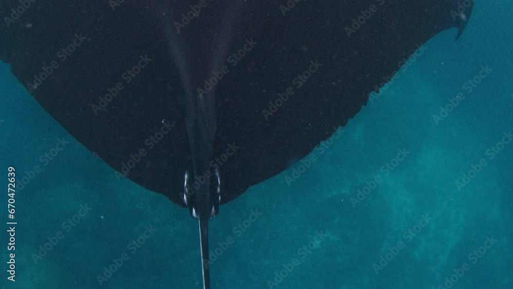 Extreme close up of the giant oceanic manta ray, giant manta ray or ...