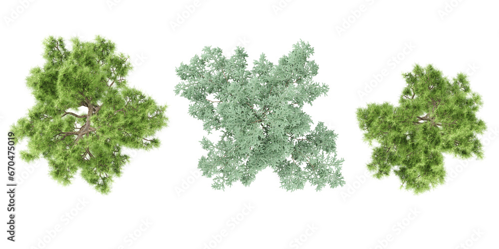 set of Pine,Pinus massoniana tree rendered from the top view, 3D ...