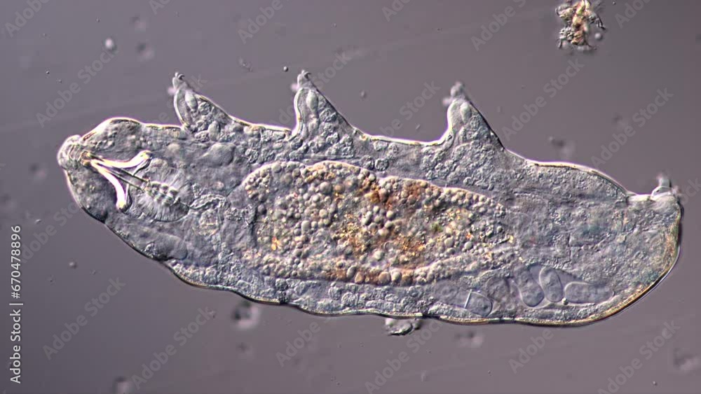 Vidéo Stock Tardigrade under the microscope revealing internal organs ...