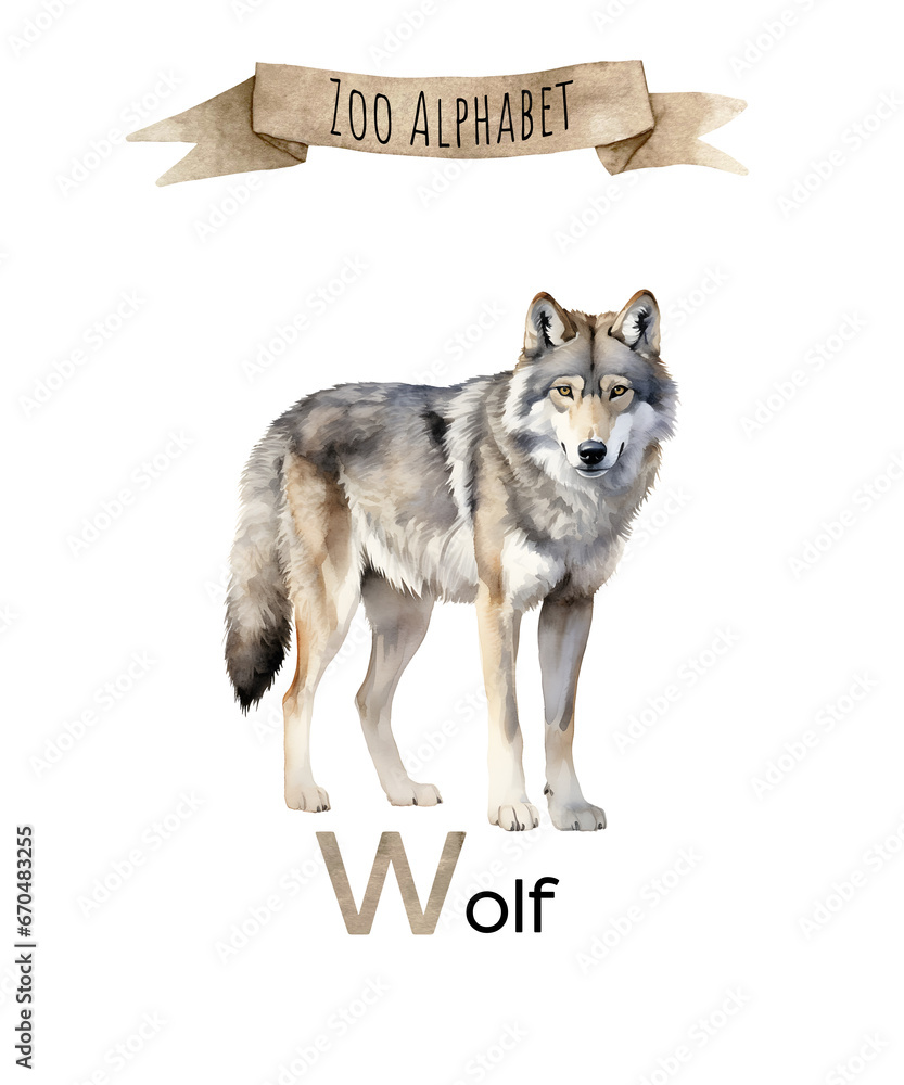 Watercolor Zoo alphabet. W letter wolf animal for children education ...