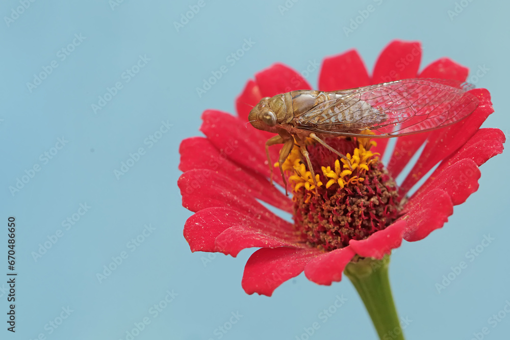 An evening cicada is looking for food on a paper flower. This insect ...