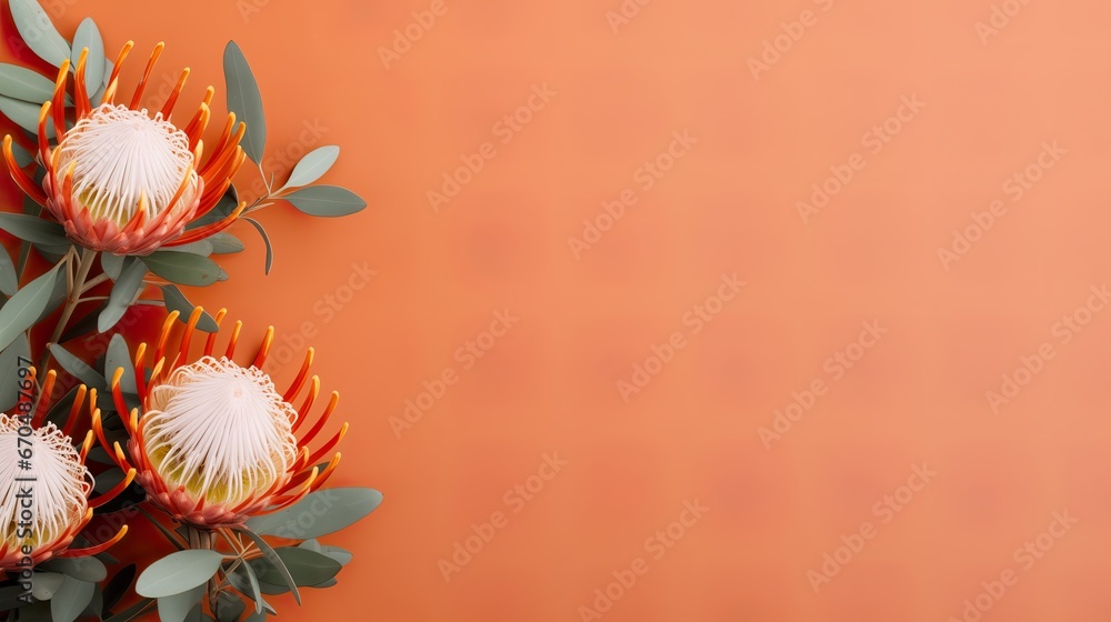 Leucospermum cordifolium, beautiful nodding pincushion isolated on uni ...