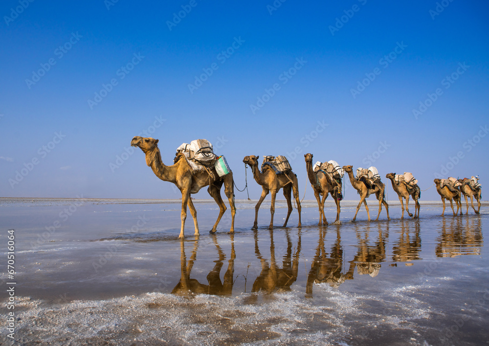 Afar tribe man camel caravans carrying salt blocks in the danakil ...