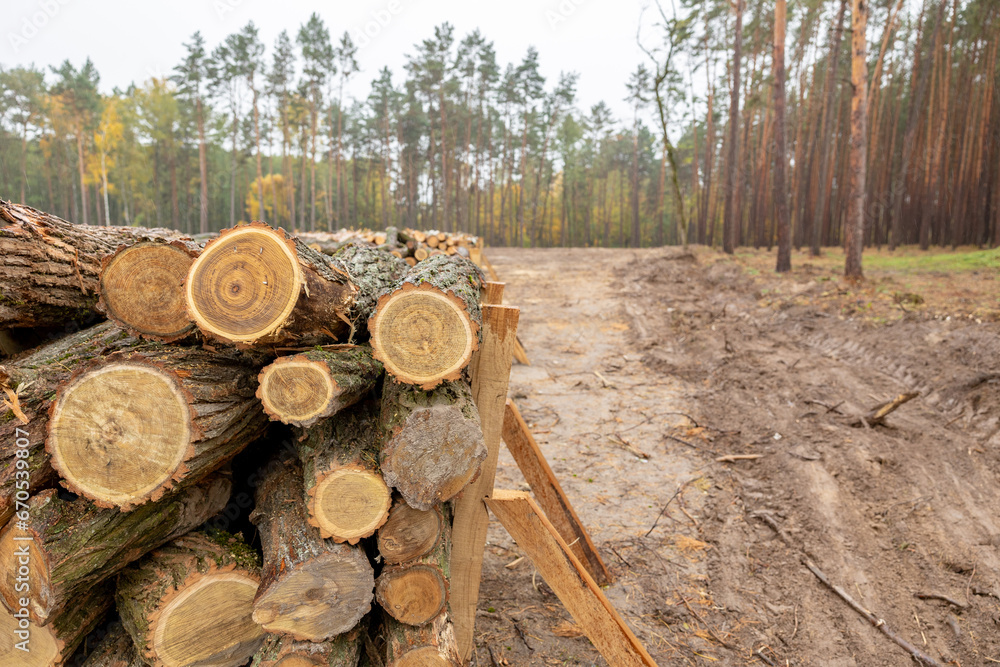Thousands of logs stacked after the storm that destroyed the woods ...