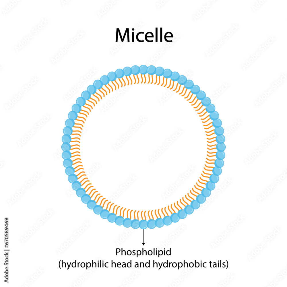 Micelle Structure, Soap Molecule, Micelle Formation. Vector ...