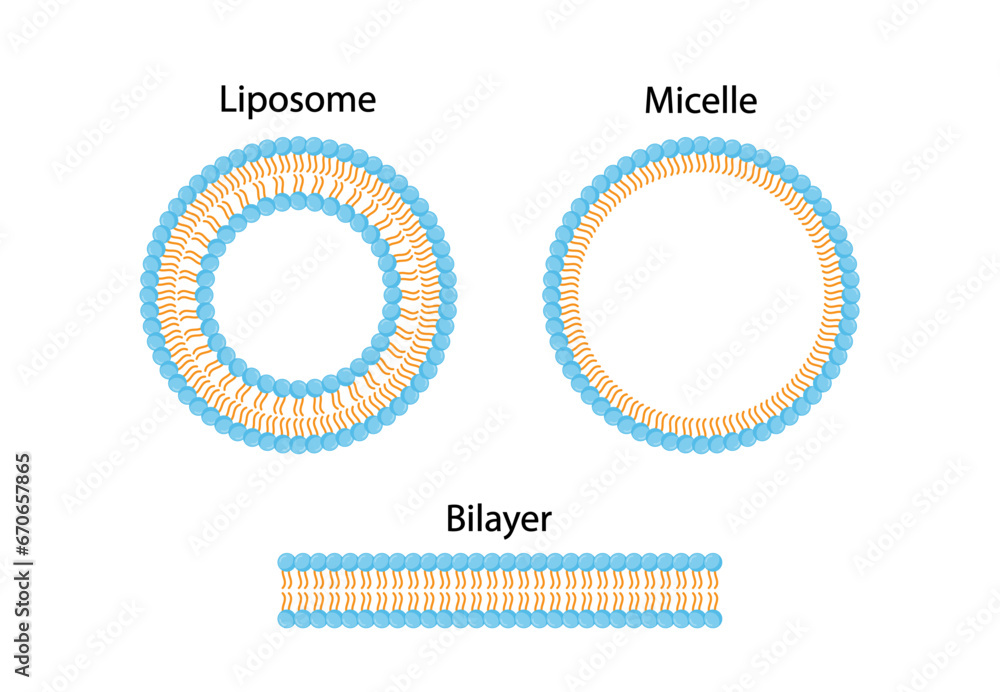 Liposome, Micelle and Bilayer structure. Phospholipid with hydrophilic ...