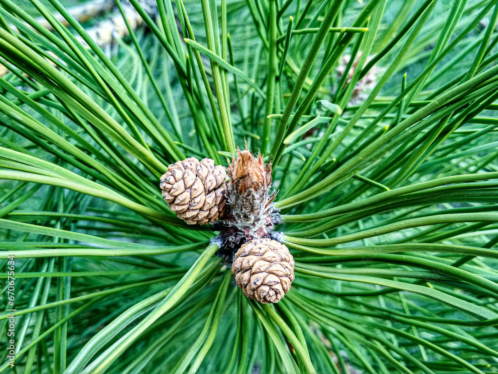 Young Pine buds in spring. Pinus mugo, dwarf mountain pine, mugo pine ...