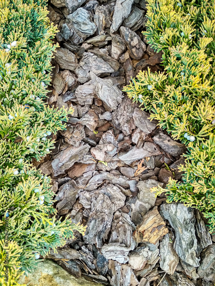 Juniperus horizontalis 'Golden Carpet' Creeping Juniper. Juniper tree ...