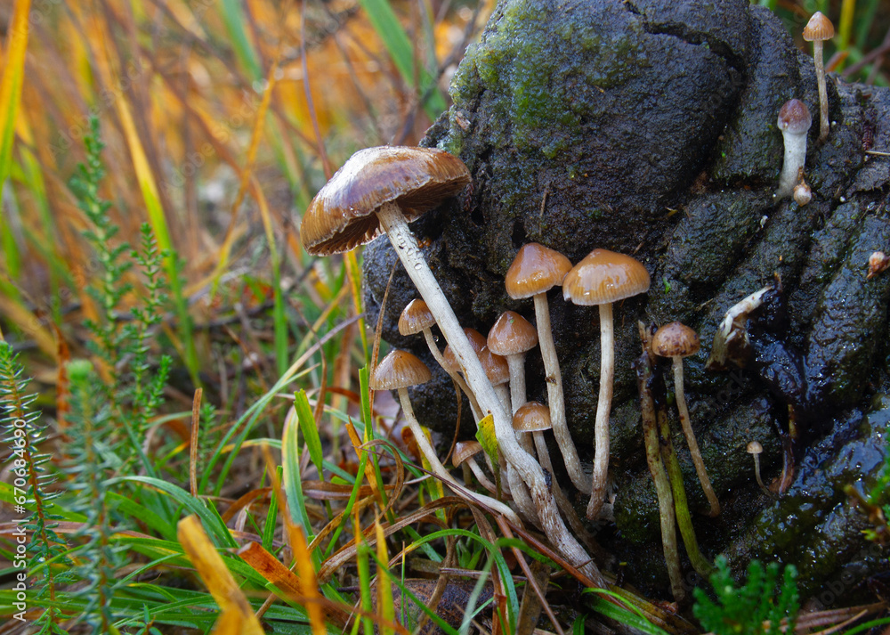 Small mushrooms, Dung-loving psilocybe, also known as Meadow muffin ...
