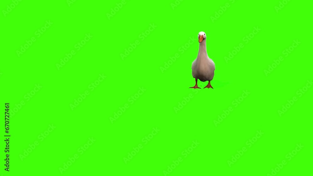 3D Goose bird walking approaching from a distance on chroma key with ...