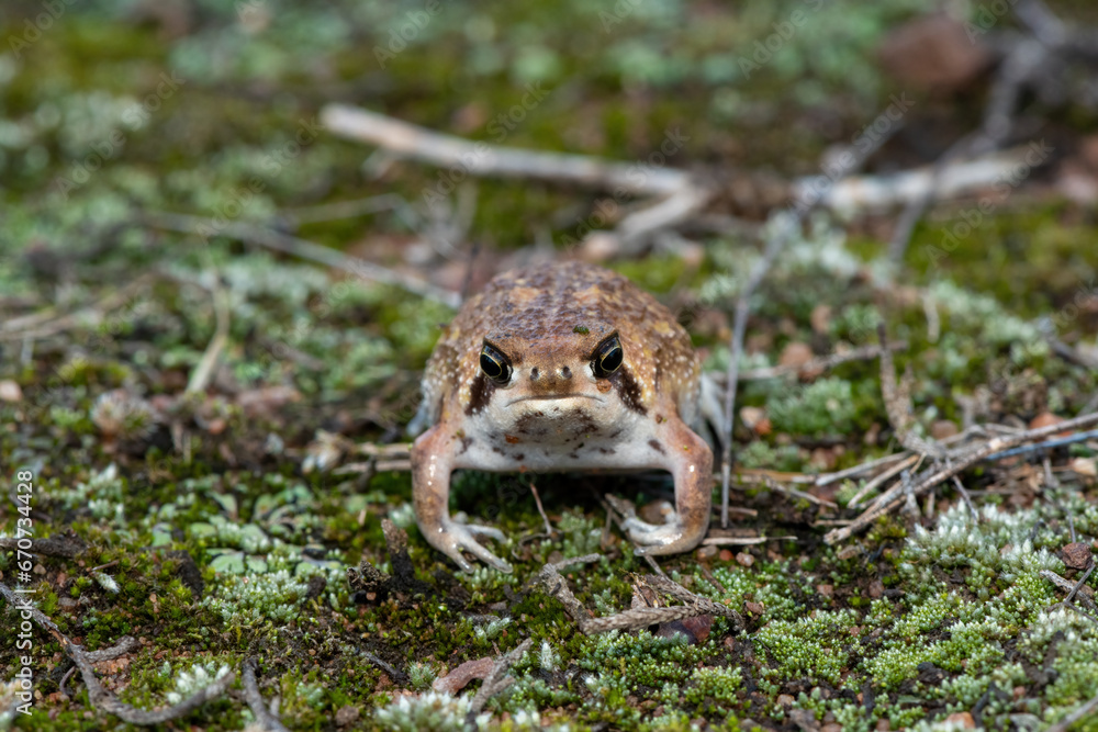 A cute Bushveld rain frog, also known as the common rain frog ...