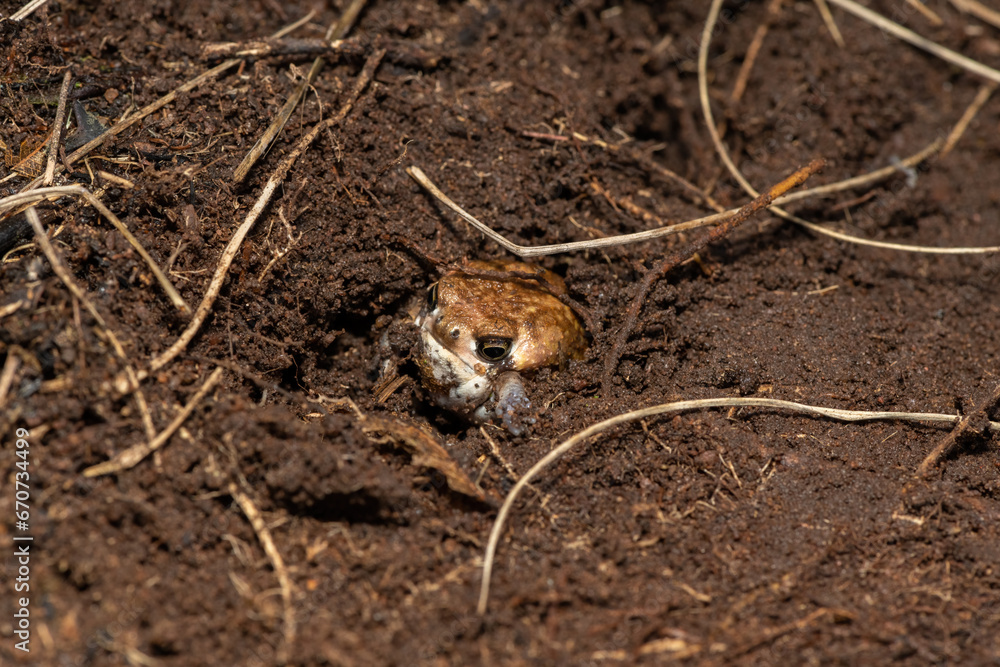 A Bushveld rain frog, also known as a common rain frog (Breviceps ...