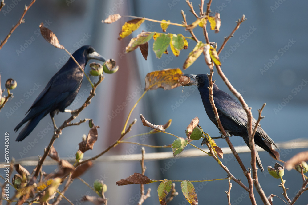Rook bird feeding with walnut from a tree (Corvus frugilegus) Stock ...
