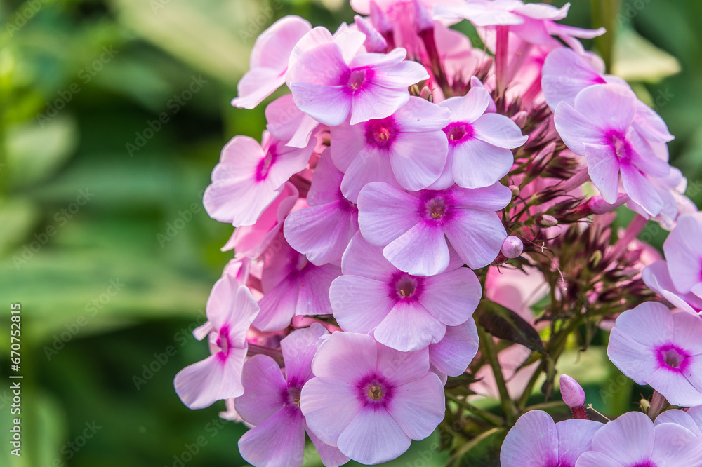 Pink phlox flowers. Phlox paniculata. Flowering herbaceous plants ...