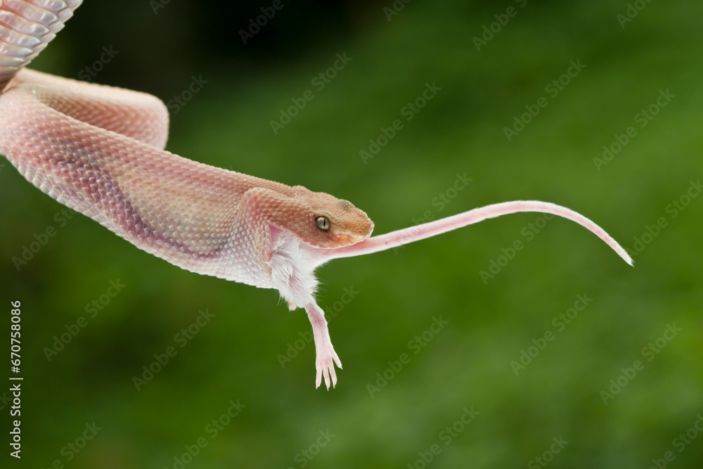 Foto de Mangrove pit viper (Trimeresurus purpureomaculatus) .Viper ...