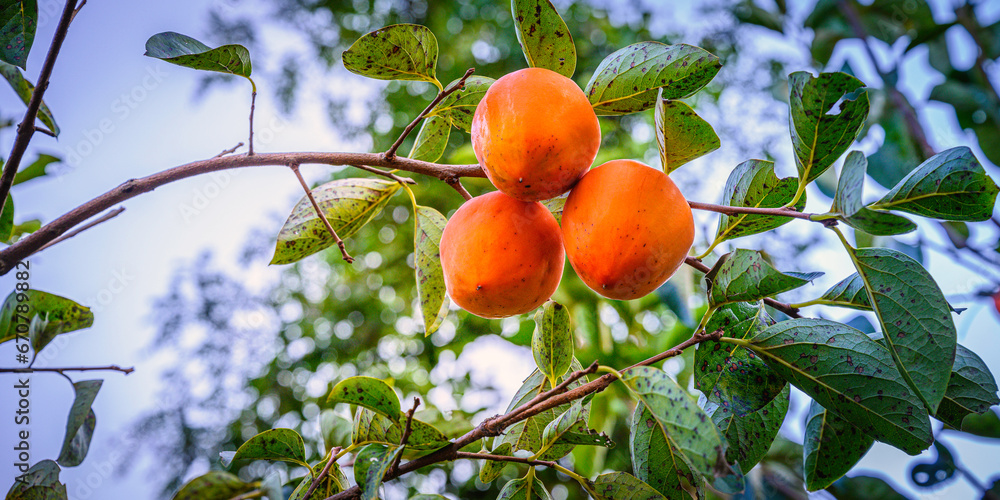 Three large ripen round persimmon fruits hanging on the arching ...
