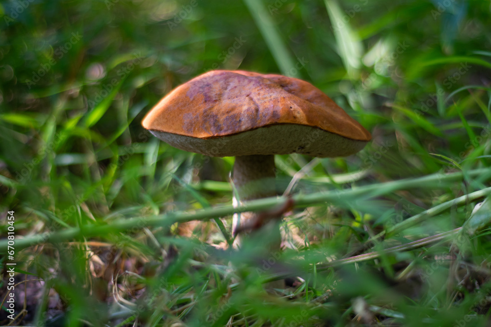 The white mushroom grew up in the forest. A representative of the genus ...