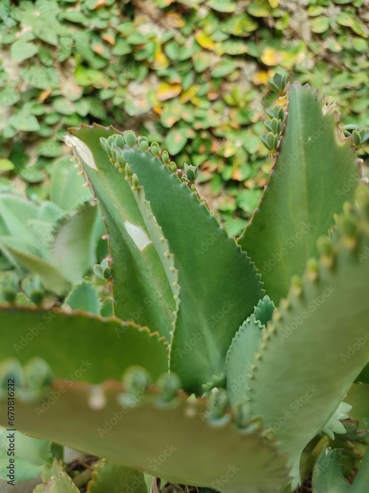 Kalanchoe pinnata green tiny plantlets around edges of parent plant ...