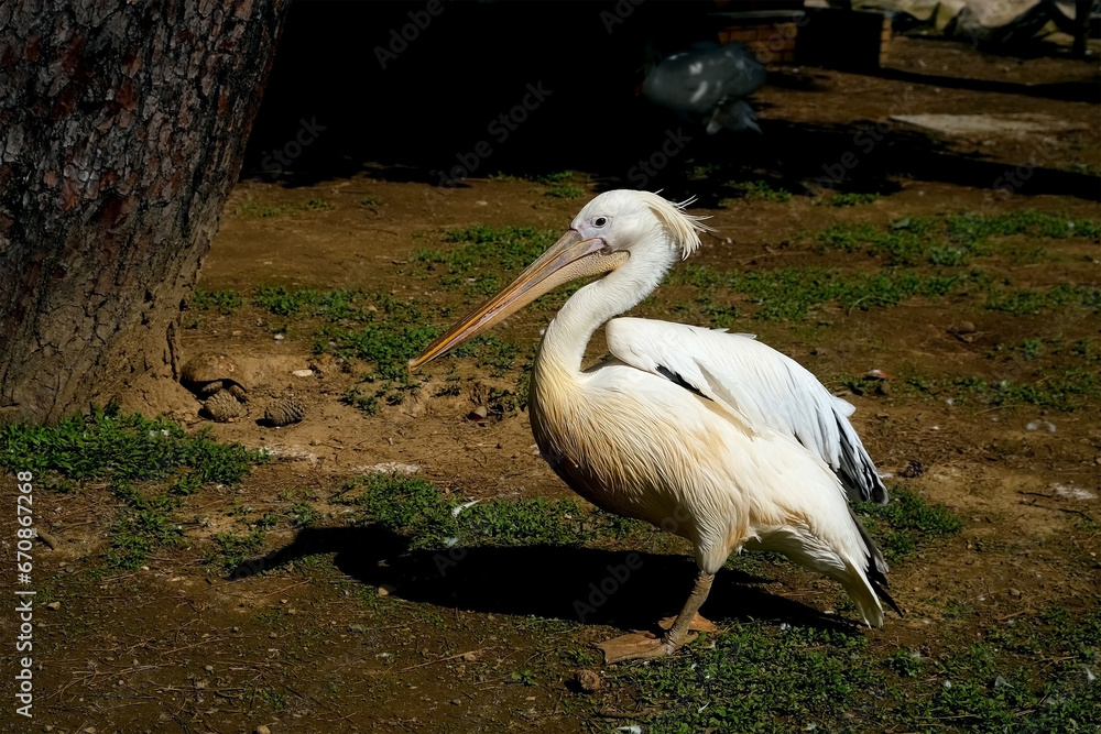 Great white pelican bird and swan walking in zoo in poultry house ...