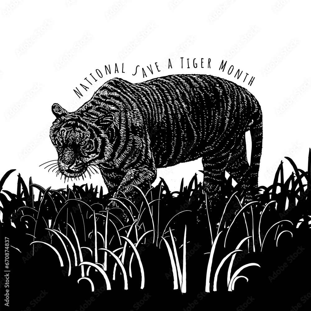 National Save a Tiger Month hand drawing vector isolated on background ...