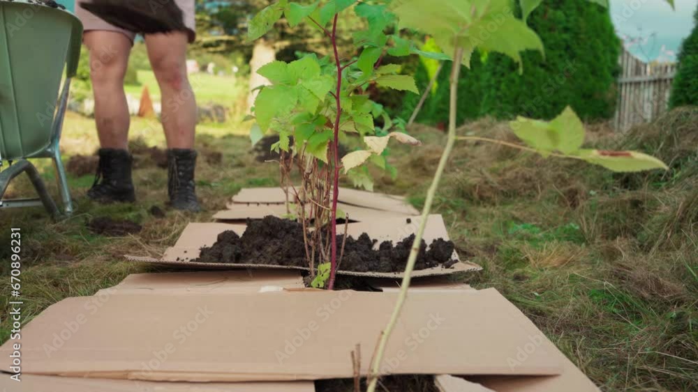 Putting Mulch Onto Cardboards Around Young Raspberry And Apple Trees ...