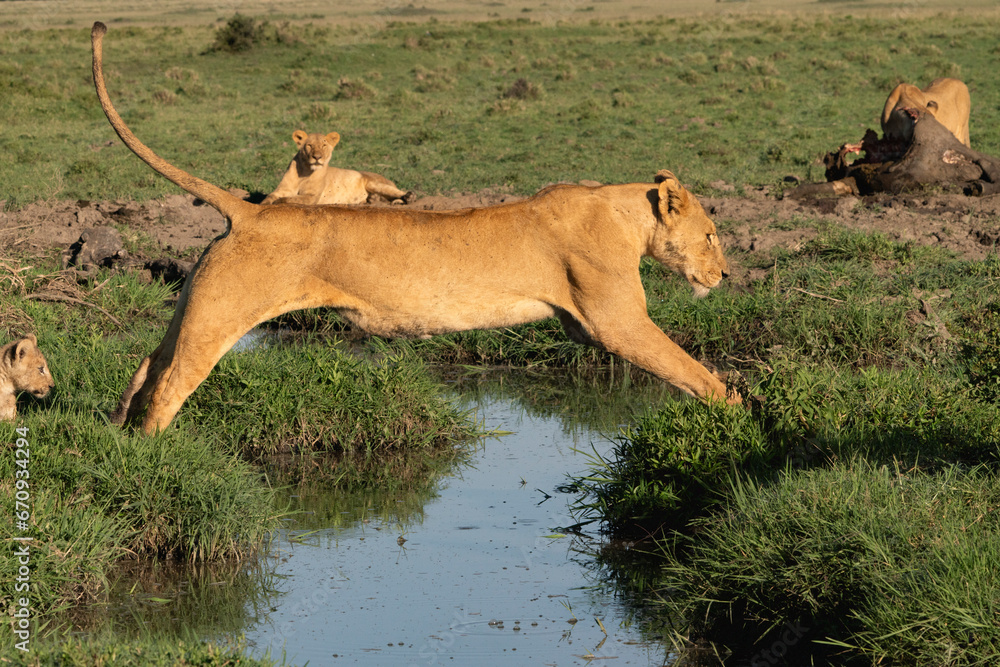 Lioness followed by her cub jumping over a stream Stock Photo | Adobe Stock