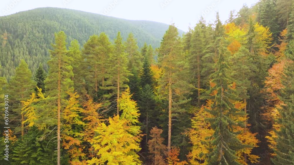 Gliding along tree line on a forest path. Various colors of leaves due ...