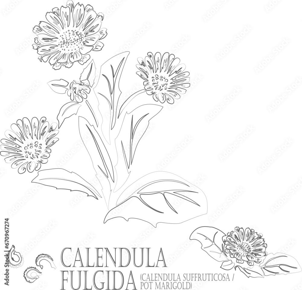 Pot marigold, Calendula suffruticosa subsp. fulgida vector contour ...