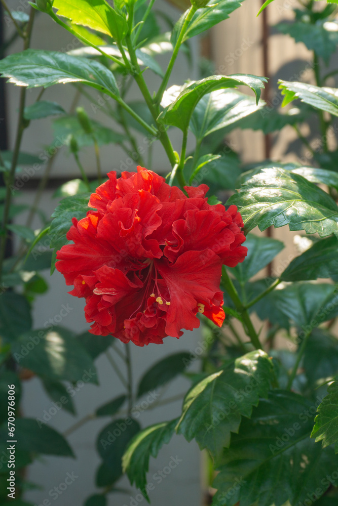 Foto de Red flower with green leaves. Known as Raya Bunga in Malaysia ...
