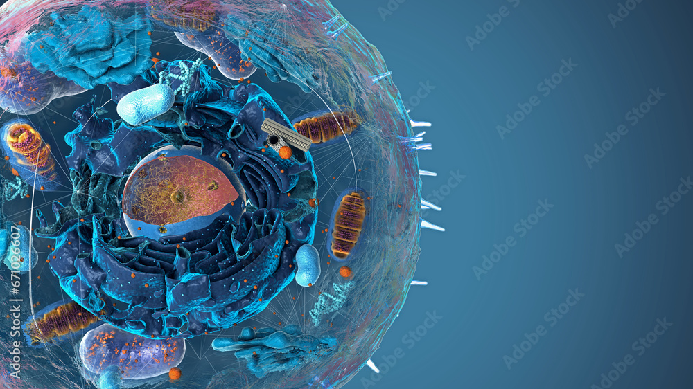 Poster Subunits inside eukaryotic cell, nucleus and organelles and ...