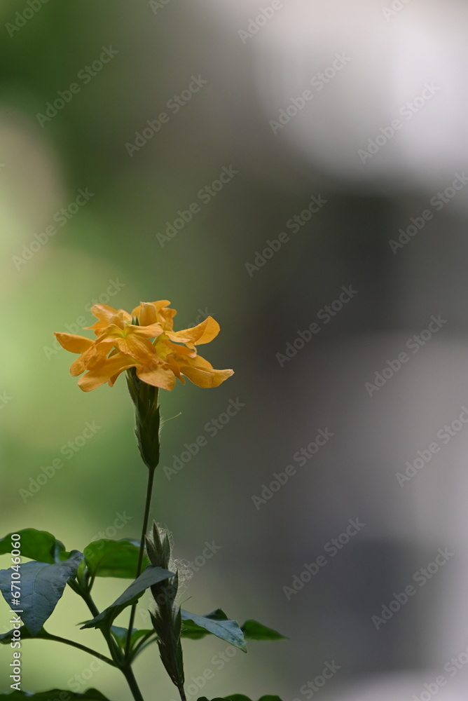 Crossandra infundibuliformis, the firecracker flower, is a species of ...