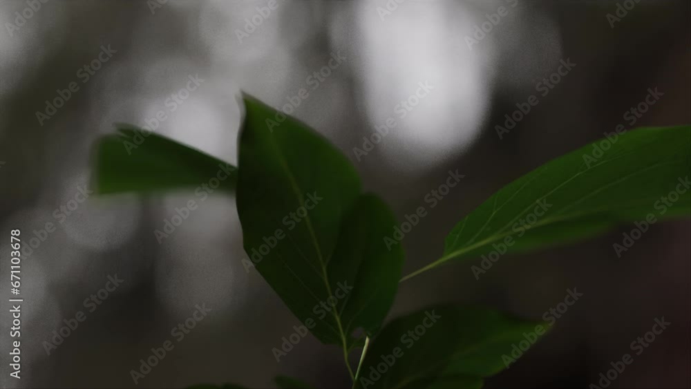 Plants Growing Trees Cgi Animation. Animated Growth of Plants and Trees ...