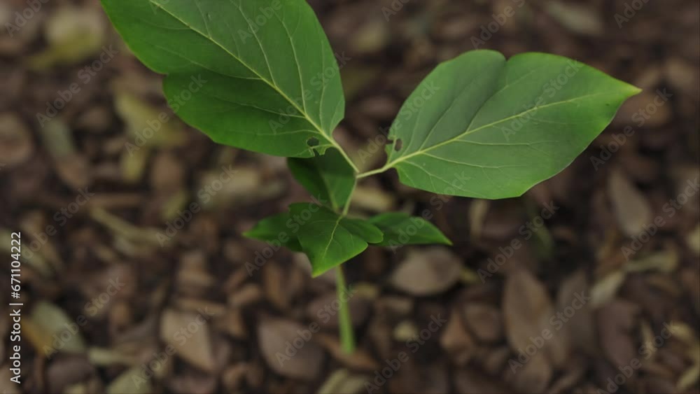 Vidéo Stock Plants Growing Trees Cgi Animation. Animated Growth of ...