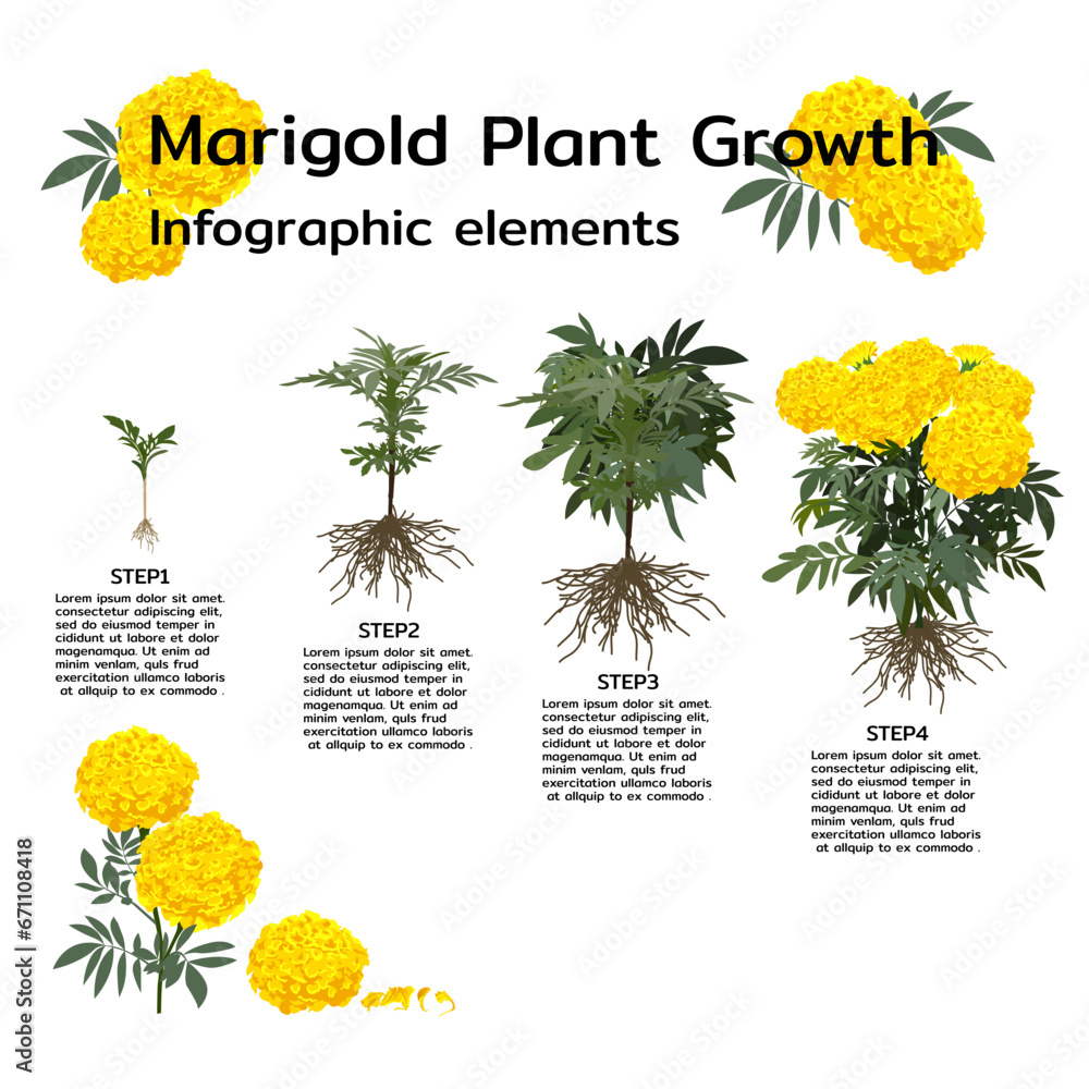 Marigold plant growth stages infographic elements. Marigold plant growth cycle illustration on ...