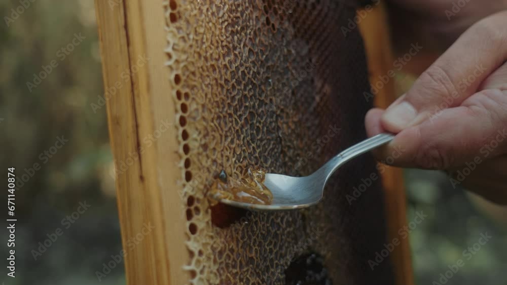 Close-up view of honey harvesting from a honeycomb tray from the ...