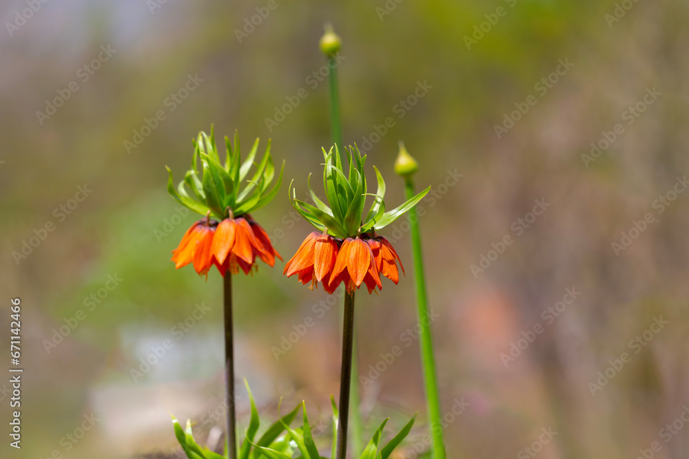 Turkish mountains in the skirts of the opposite lilies. Inverted lilies ...