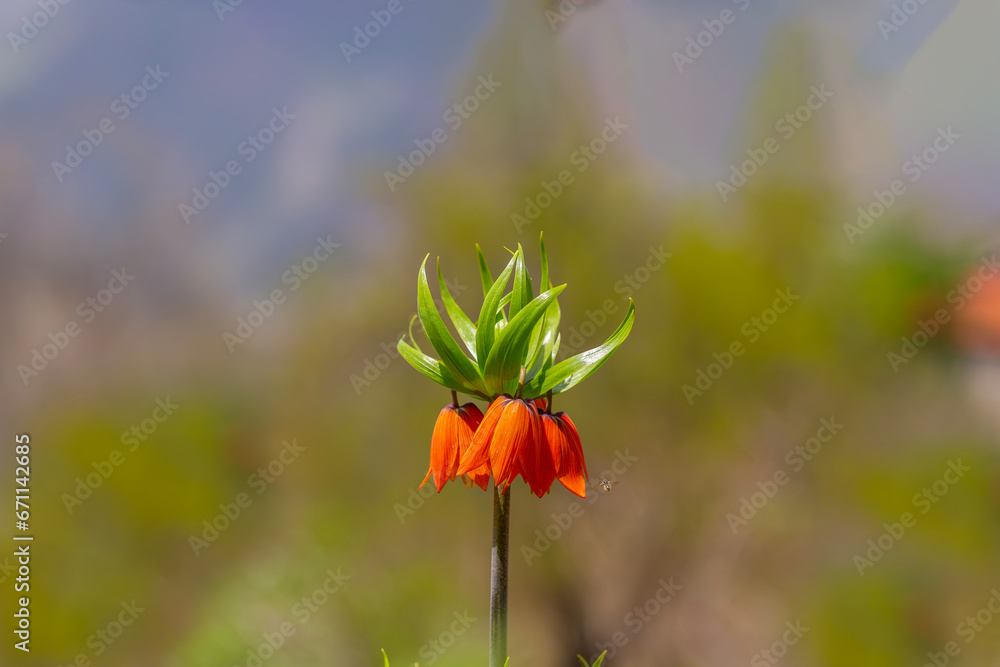 Turkish mountains in the skirts of the opposite lilies. Inverted lilies ...