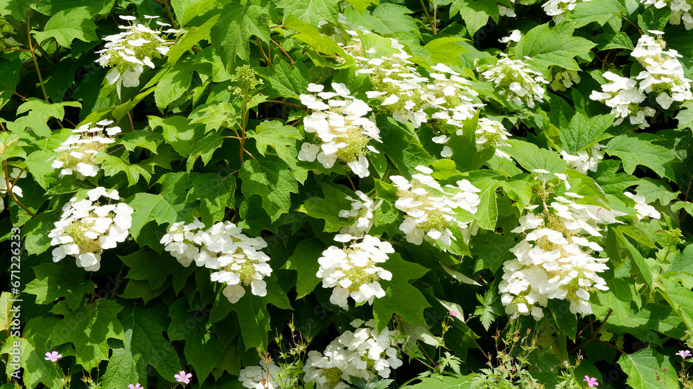 (Hydrangea quercifolia) Oakleaf hydrangea 'Harmony'. Ornamental shrub ...