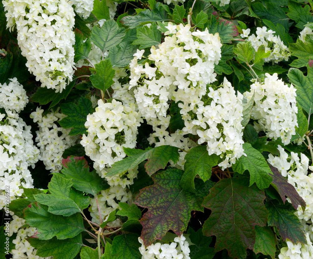 Hydrangea quercifolia - Oakleaf hydrangea 'Harmony'. Ornamental shrub ...