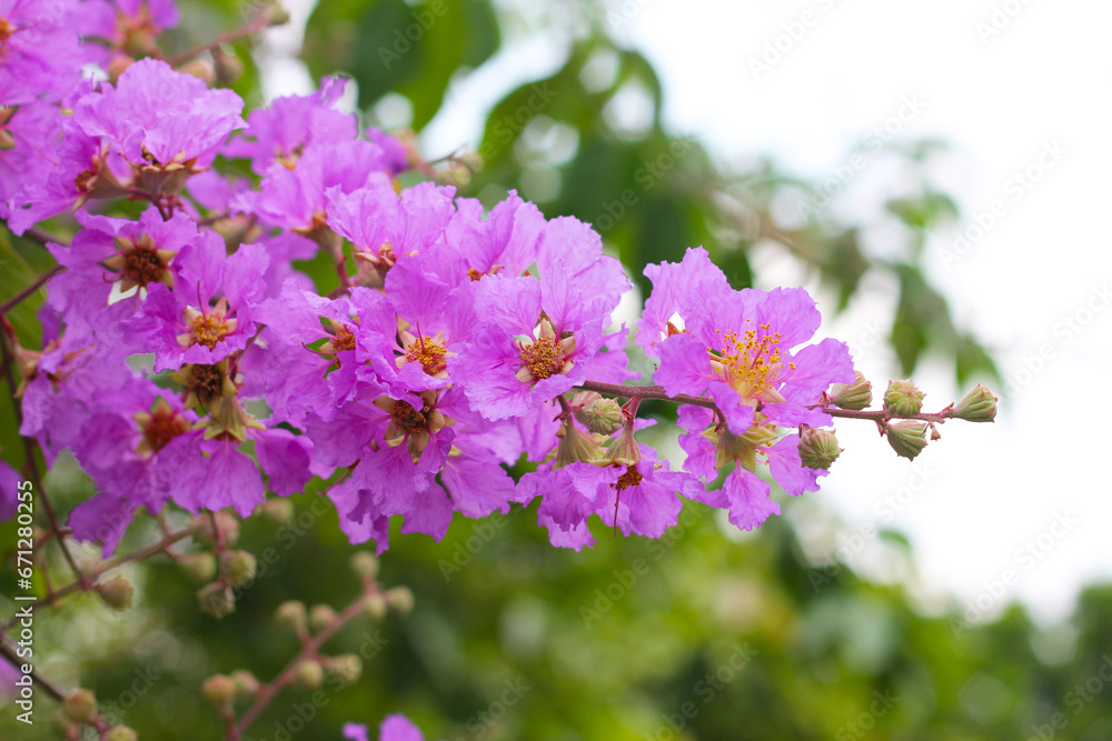 Violet flower of bungor tree, Lagerstroemia floribunda Jack ex Blumer ...