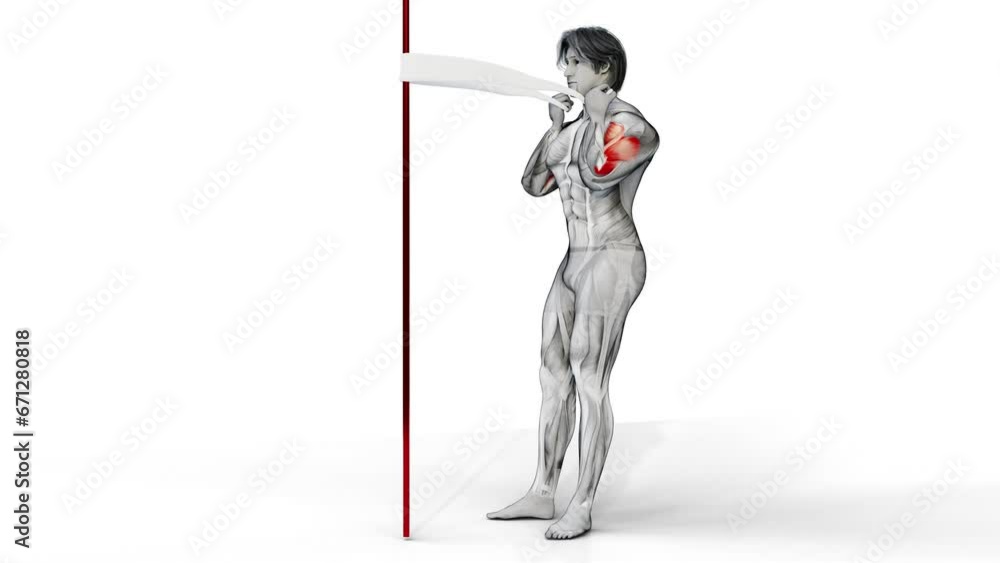 Biceps Curl with towel-3D (100)- Anatomy of fitness and bodybuilding ...