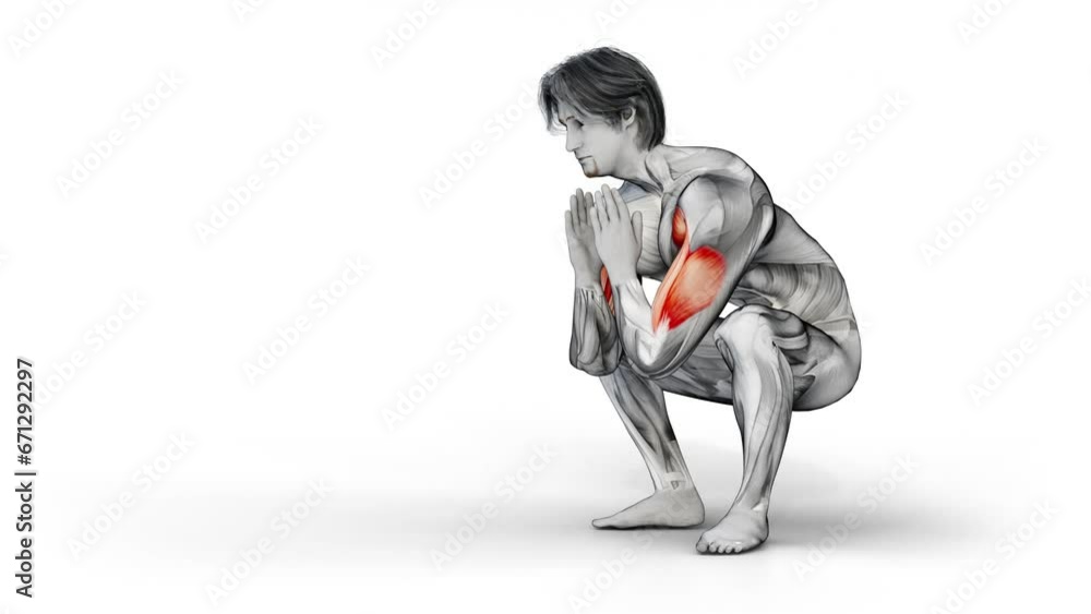 Biceps- Yoga- Crow Pose-3D (319)- Anatomy of fitness and bodybuilding ...