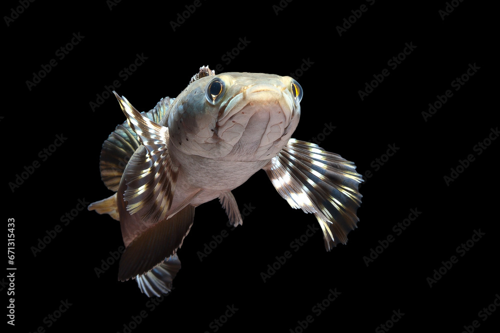 Channa pulchra is a species of snakehead fish in the family Channidae ...