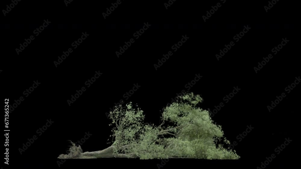 Tree moving by storm wind. from violent storms affect background ...